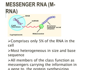 Structure and function of RNA.pptx