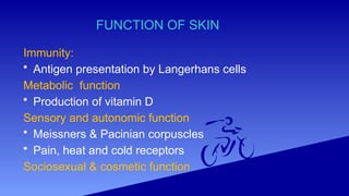 structure and function of structure and function of skin- | PPTX