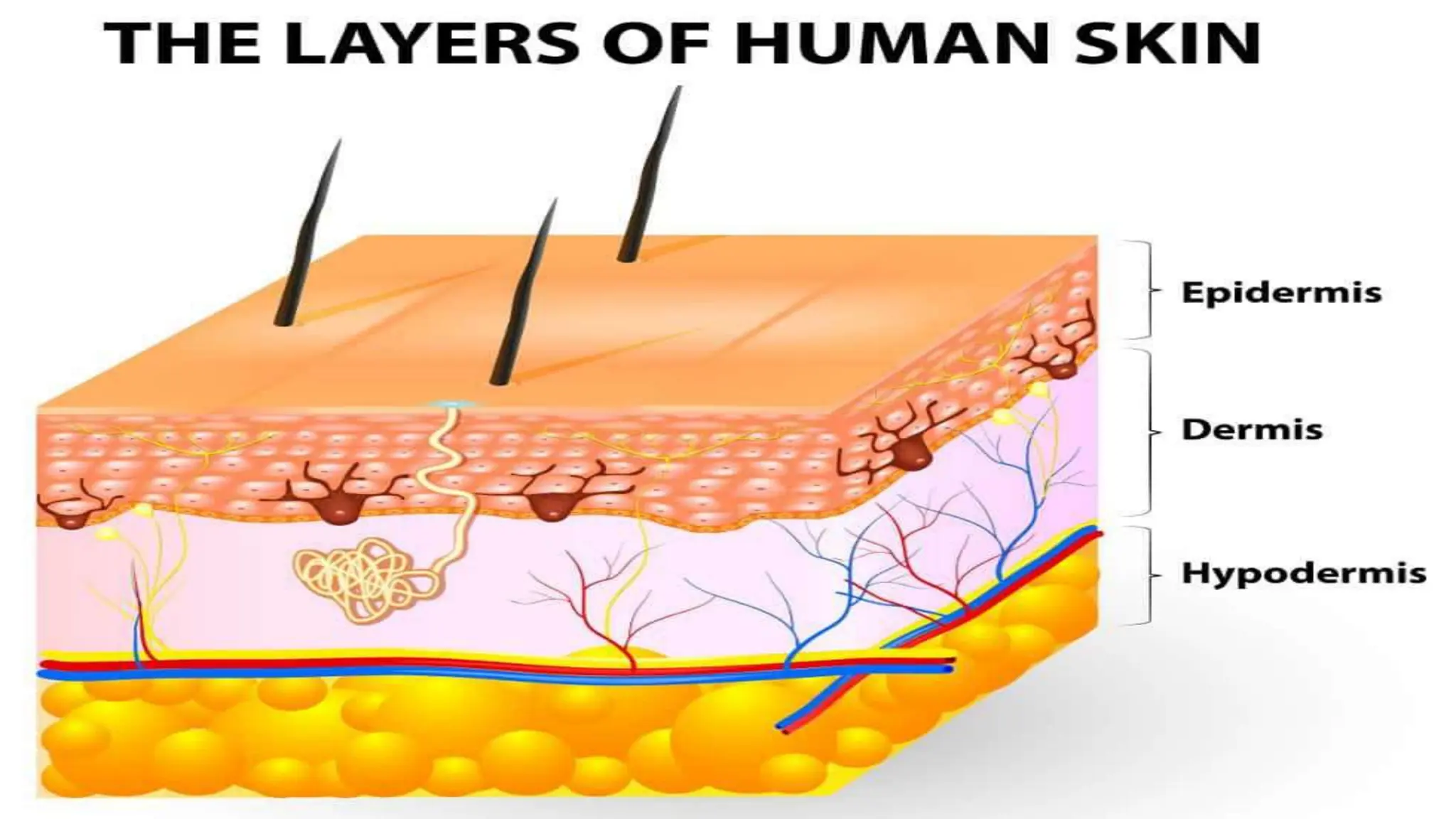 STRUCTURE AND FUNCTION OF SKIN.VAm.pptx