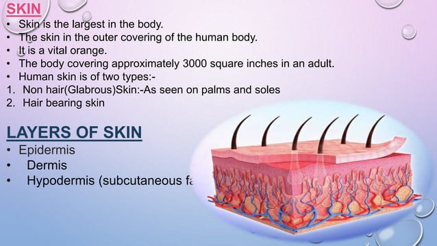 STRUCTURE AND FUNCTION OF SKIN.VAm.pptx