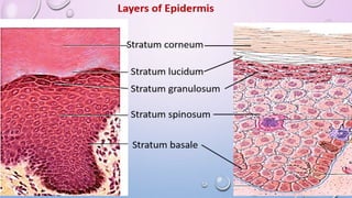 STRUCTURE AND FUNCTION OF SKIN.VAm.pptx