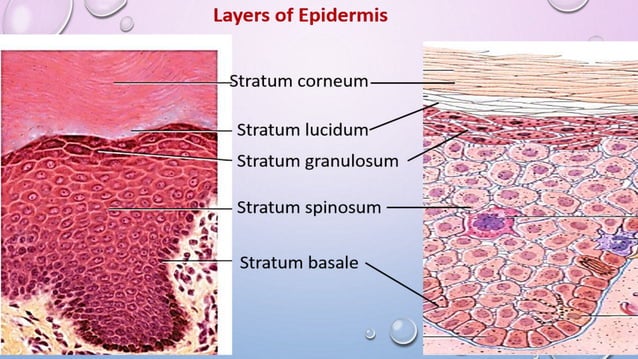 STRUCTURE AND FUNCTION OF SKIN.VAm.pptx