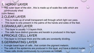 STRUCTURE AND FUNCTION OF SKIN.VAm.pptx