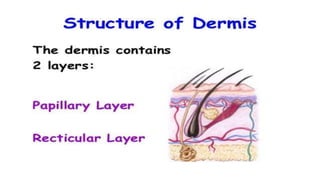 STRUCTURE AND FUNCTION OF SKIN.VAm.pptx