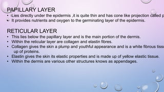 STRUCTURE AND FUNCTION OF SKIN.VAm.pptx