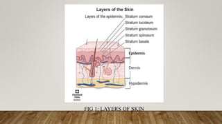Skin: Structure and function of the skin | PPTX