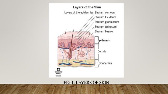 Skin: Structure and function of the skin | PPTX