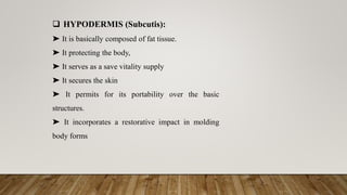 Skin: Structure and function of the skin | PPTX