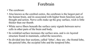 Structure and function of the Brain including Surgical.pdf