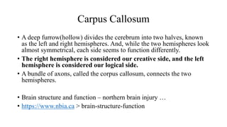 Structure and function of the Brain including Surgical.pdf