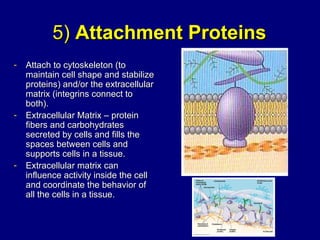 Structure and function of the cell membrane.ppt