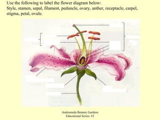Structure and Function of the Flower PowerPoint.ppt