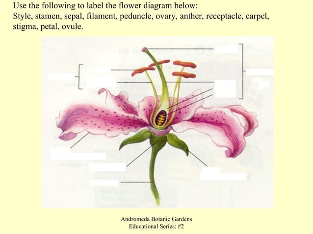 Structure and Function of the Flower PowerPoint.ppt