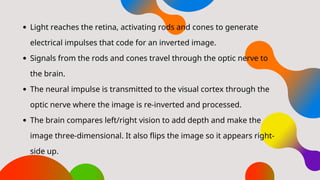 Structure and function of the human eye.pdf