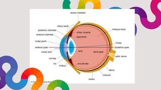 Structure and function of the human eye.pdf