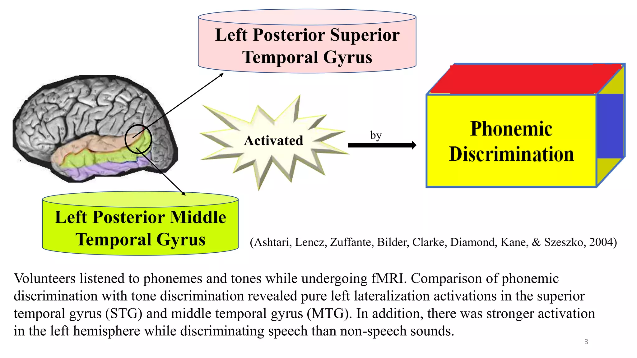 Structure and function of the left temporal lobe | PPT