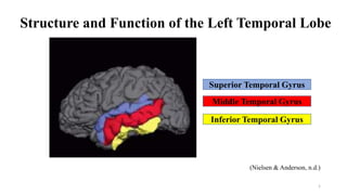 Structure and function of the left temporal lobe | PPT