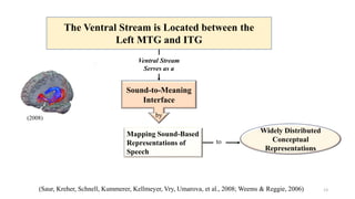 Structure and function of the left temporal lobe | PPT