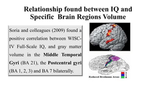 Structure and function of the left temporal lobe | PPT