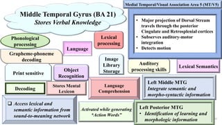 Structure and function of the left temporal lobe | PPT