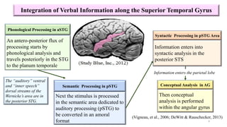 Structure and function of the left temporal lobe | PPT