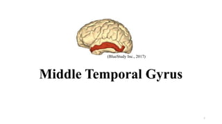 Structure and function of the left temporal lobe | PPT