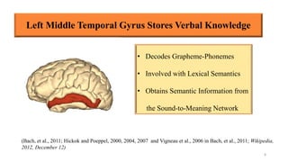 Structure and function of the left temporal lobe | PPT