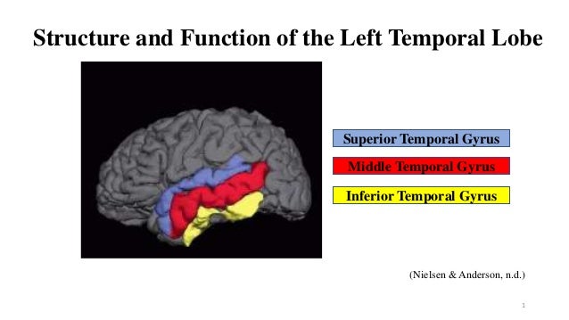 Structure and function of the left temporal lobe