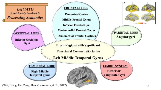 Structure and function of the left temporal lobe