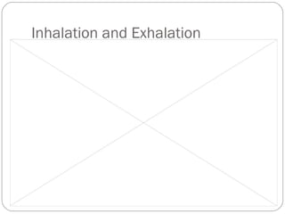Structure and function of the lungs | PPT