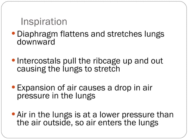 Structure and function of the lungs | PPT