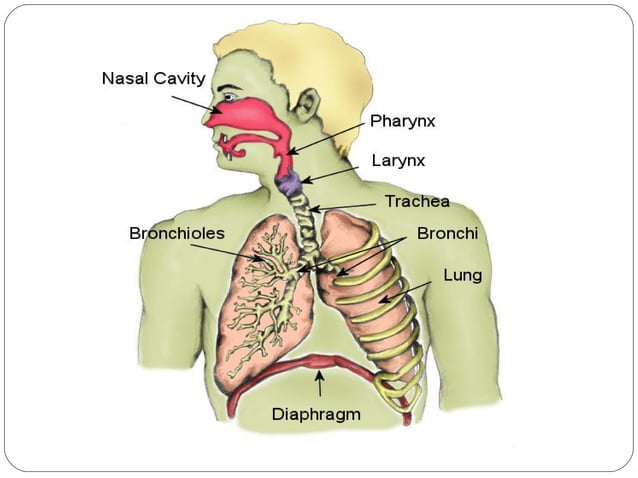 Structure and function of the lungs | PPT | Lung and Respiratory Health ...