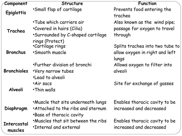 Structure and function of the lungs | PPT | Lung and Respiratory Health ...