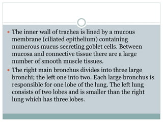 Structure and function of the respiratory tract in | PPTX