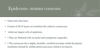 Structure and functions of the skin.pptx