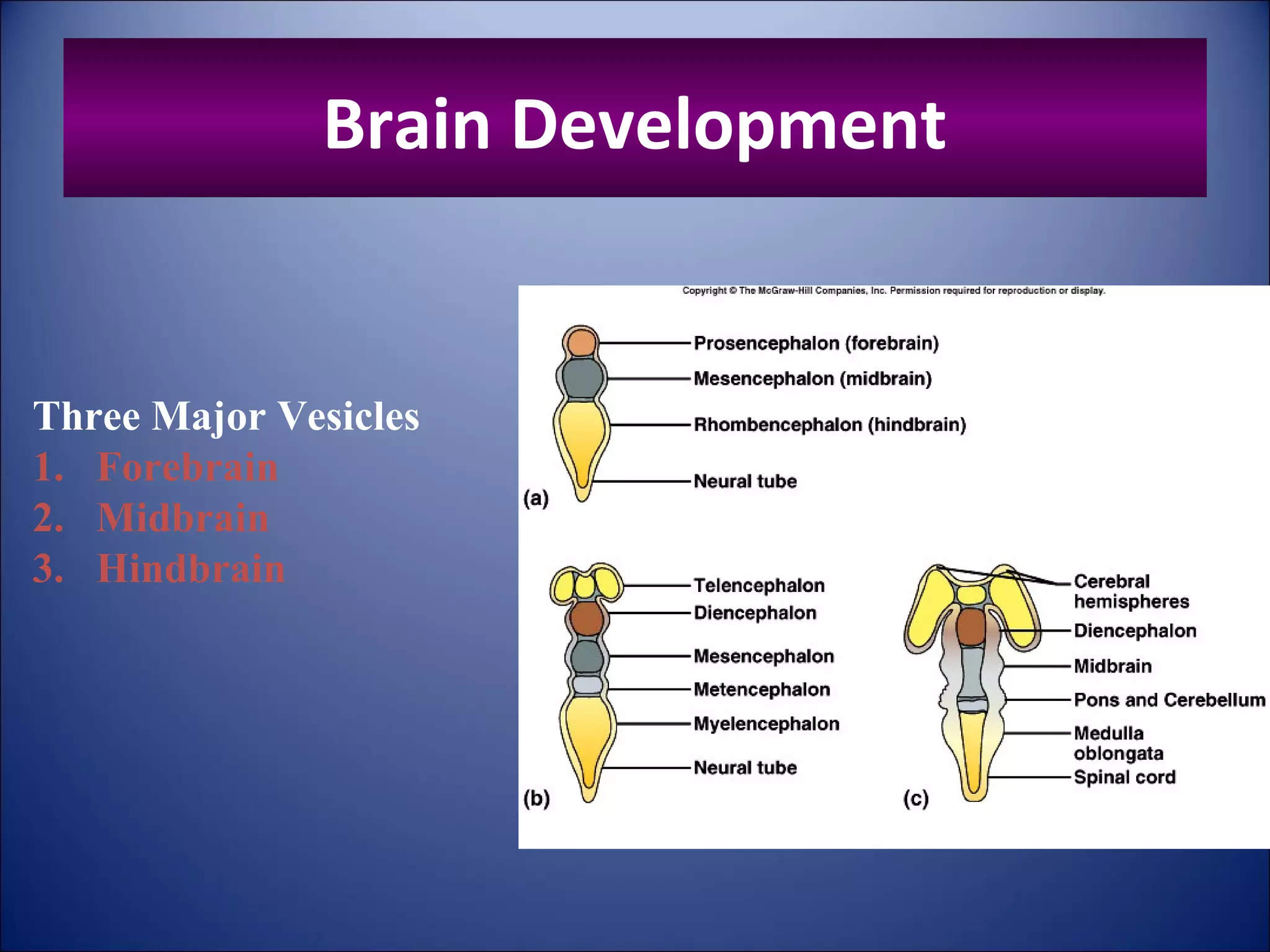 Structure and functions of brain | PPT