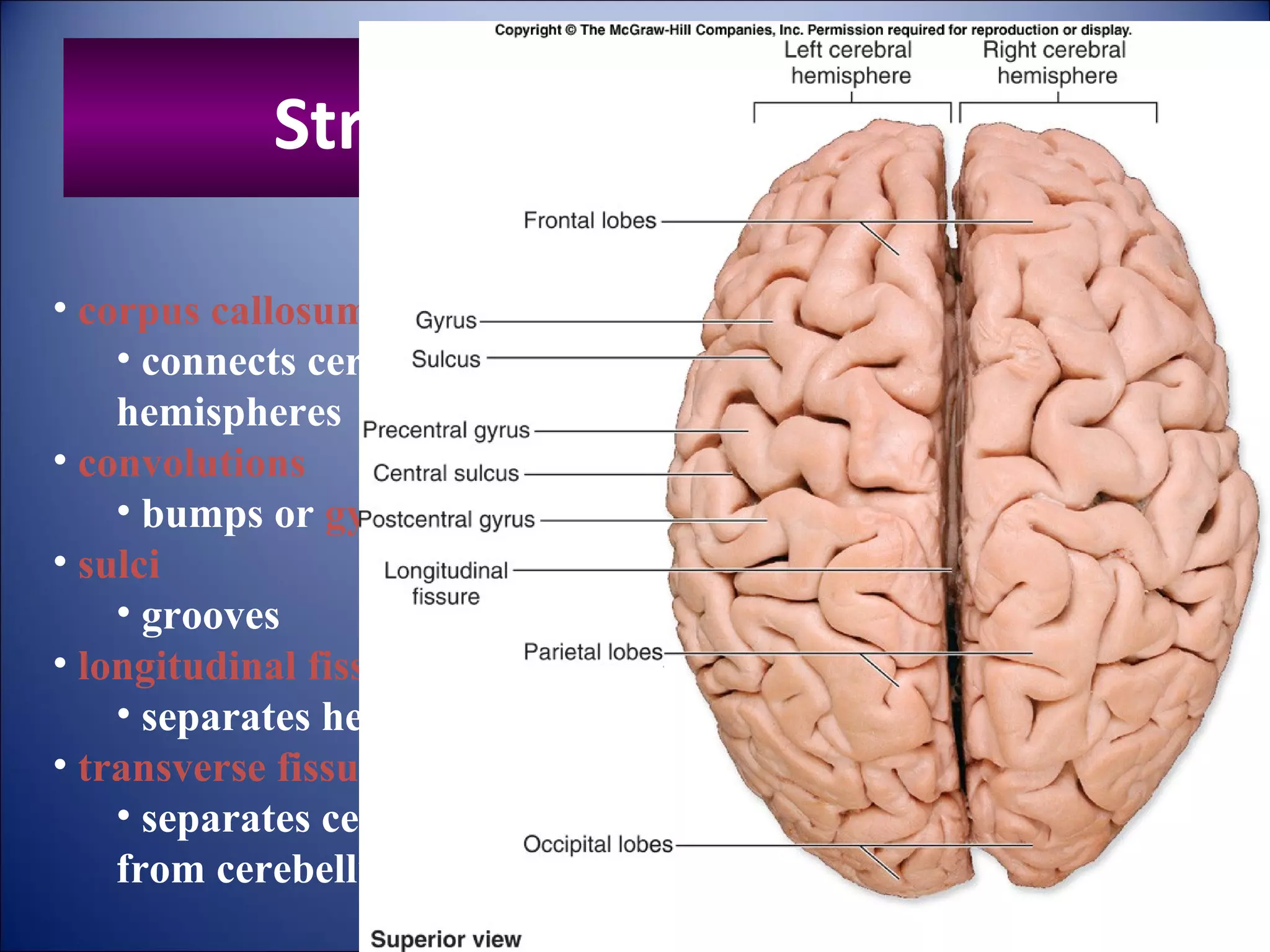 Structure and functions of brain | PPT