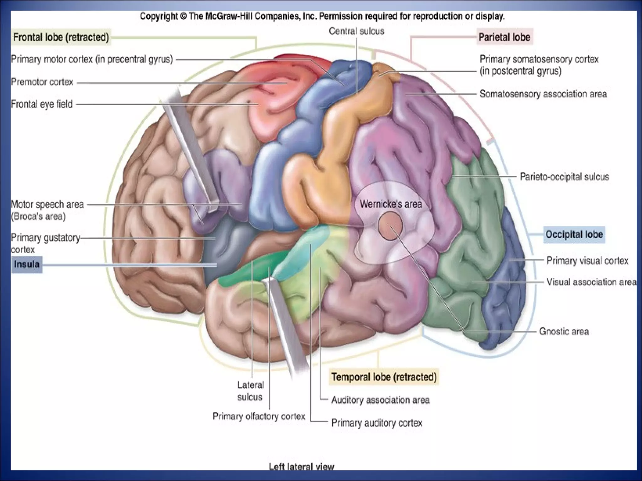 Structure and functions of brain | PPT