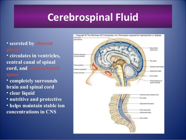 Cerebrospinal Fluid Spinal Cord