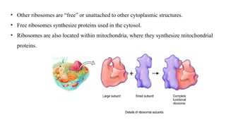 Structure and Functions of Cell (Unit I) | PPTX