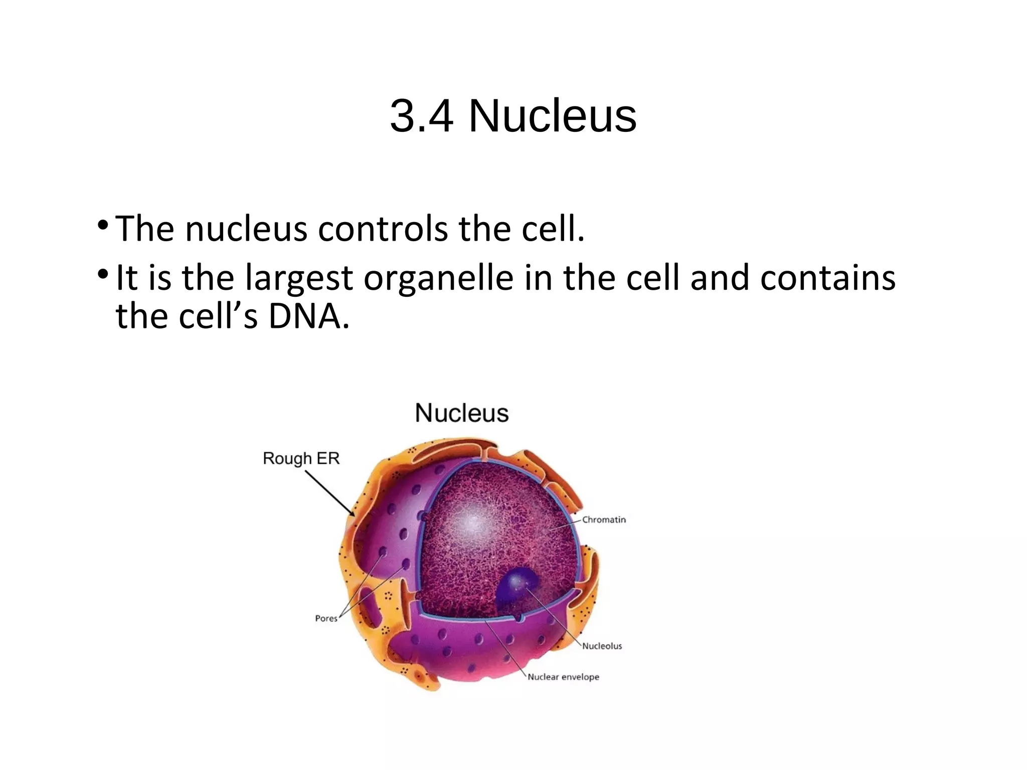 Structure and functions of cell organelles | PPT