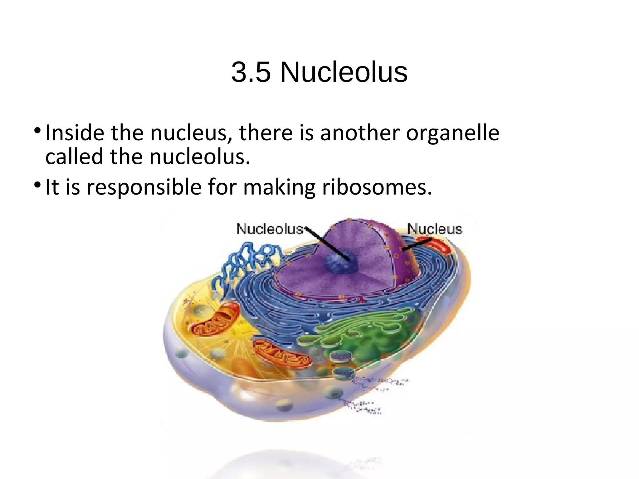 Structure and functions of cell organelles | PPT