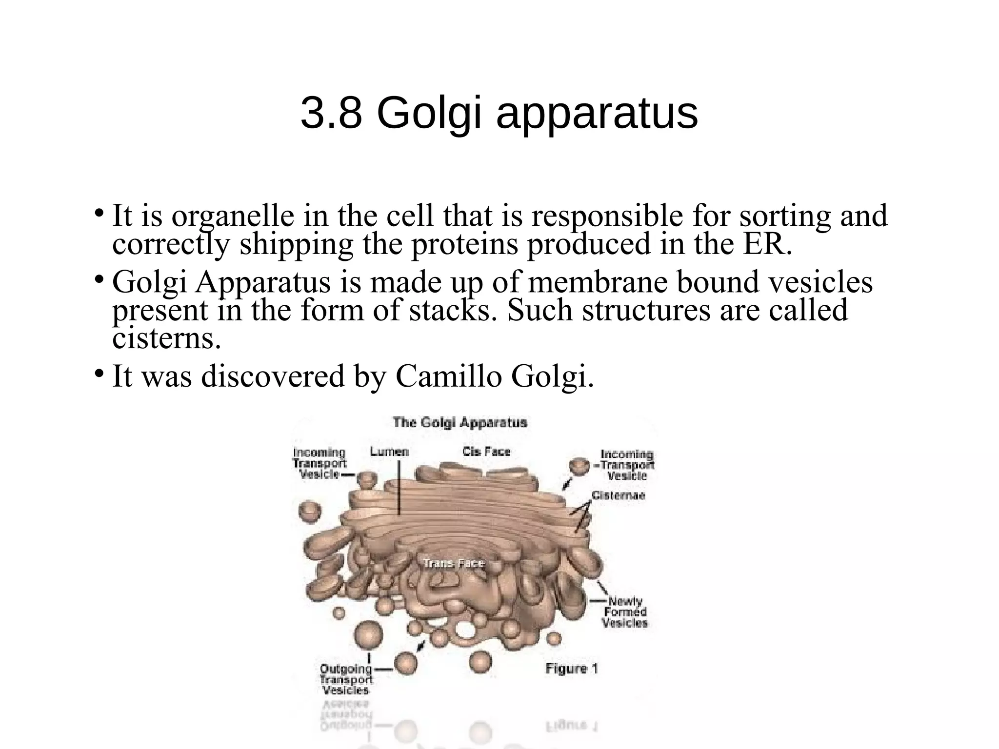 Structure and functions of cell organelles | PPT