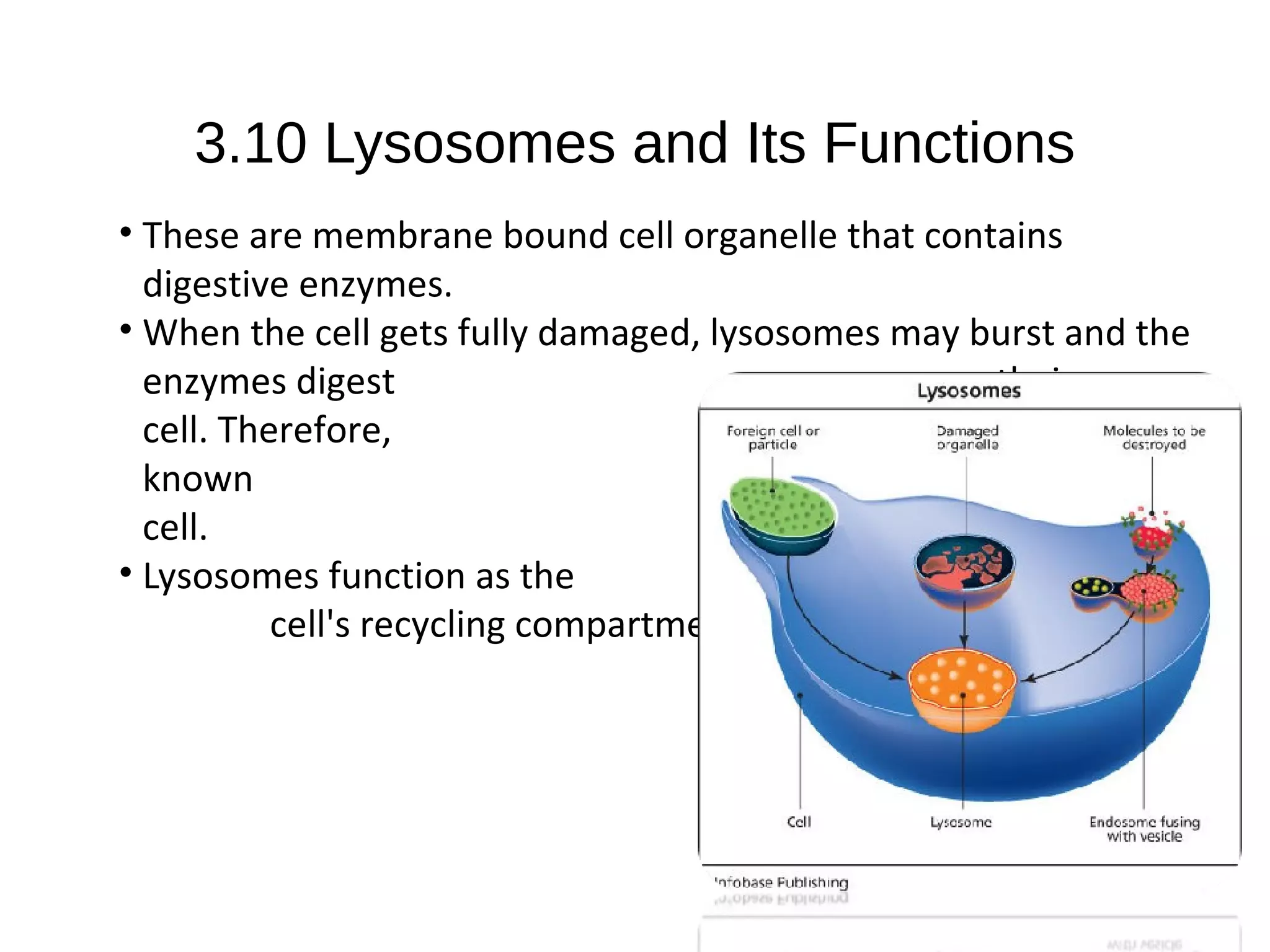 Structure and functions of cell organelles | PPT