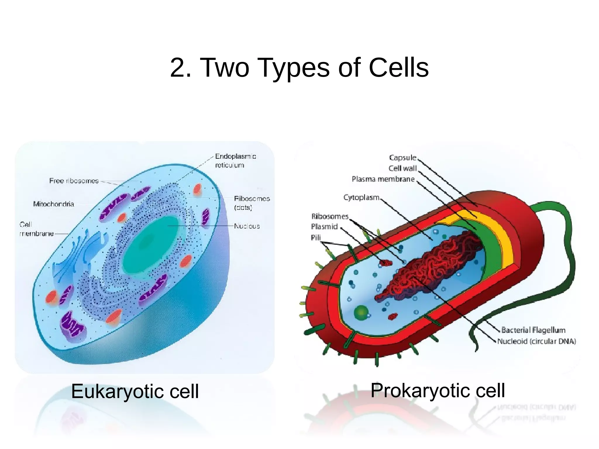 Structure and functions of cell organelles | PPT