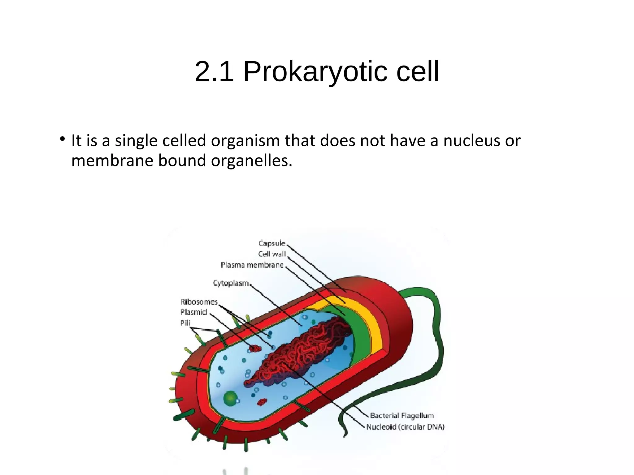 Structure and functions of cell organelles | PPT
