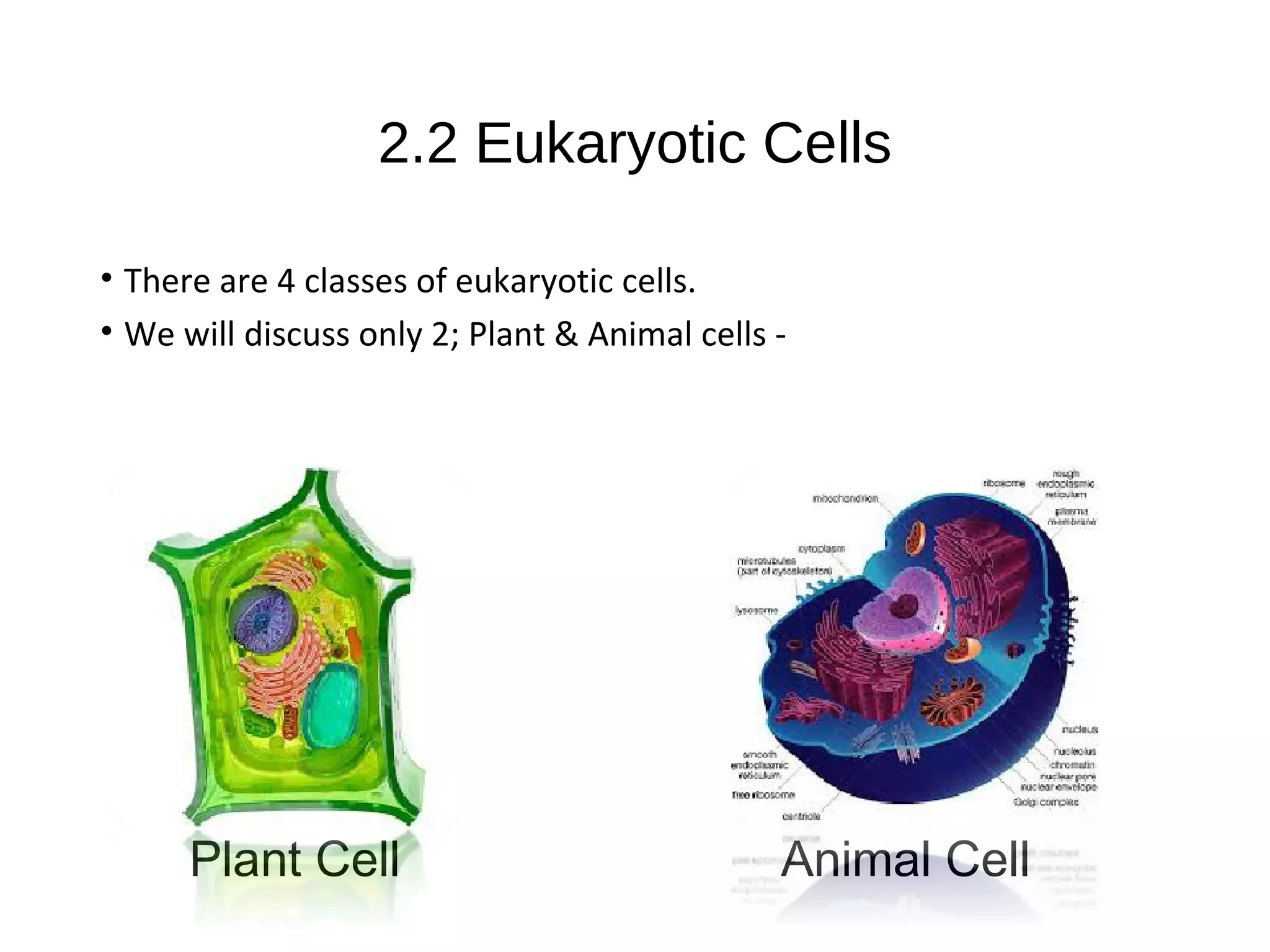 Structure and functions of cell organelles | PPT