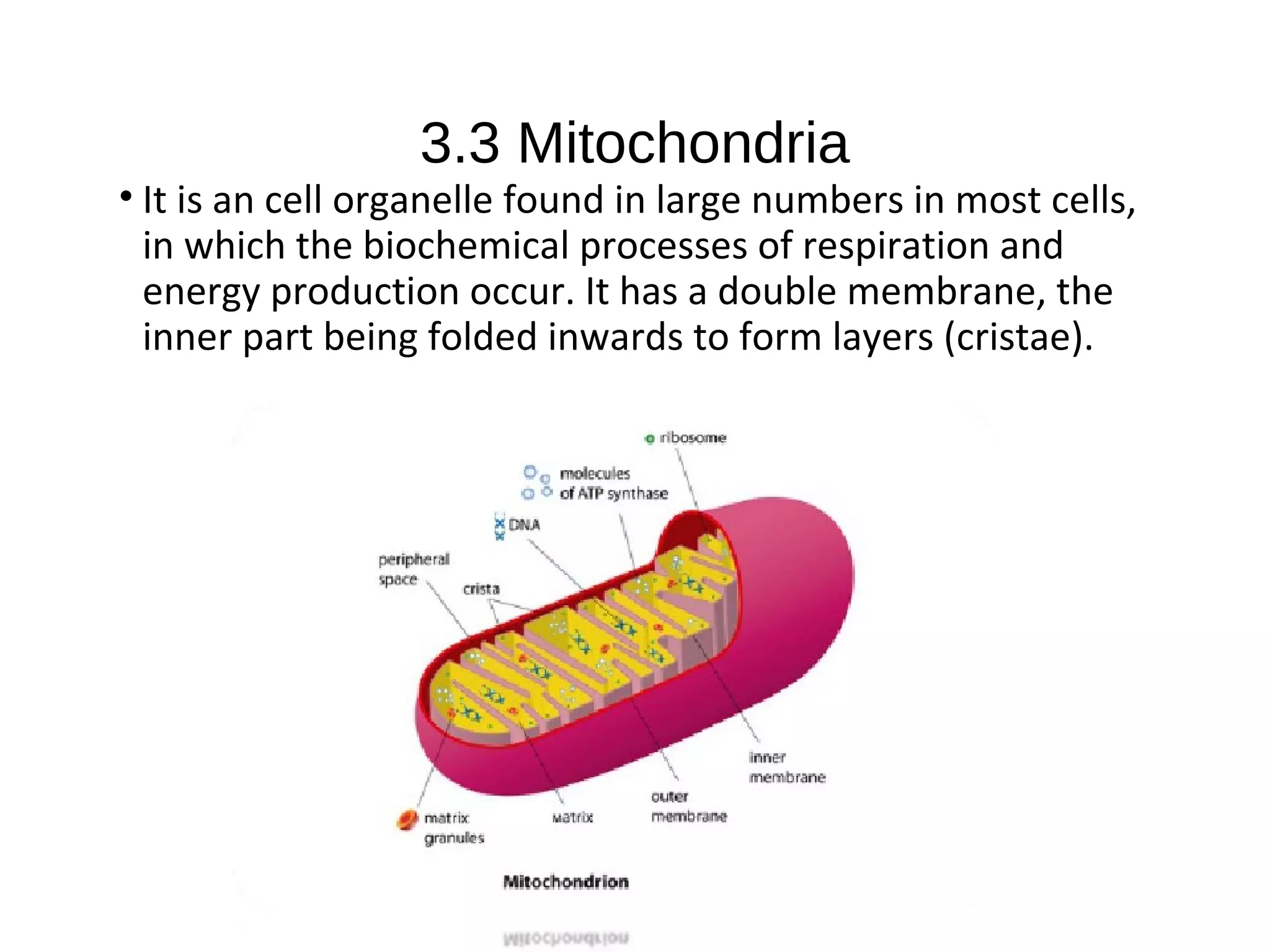 Structure and functions of cell organelles | PPT