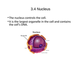 Structure and functions of cell organelles | PPT