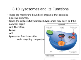 Structure and functions of cell organelles | PPT
